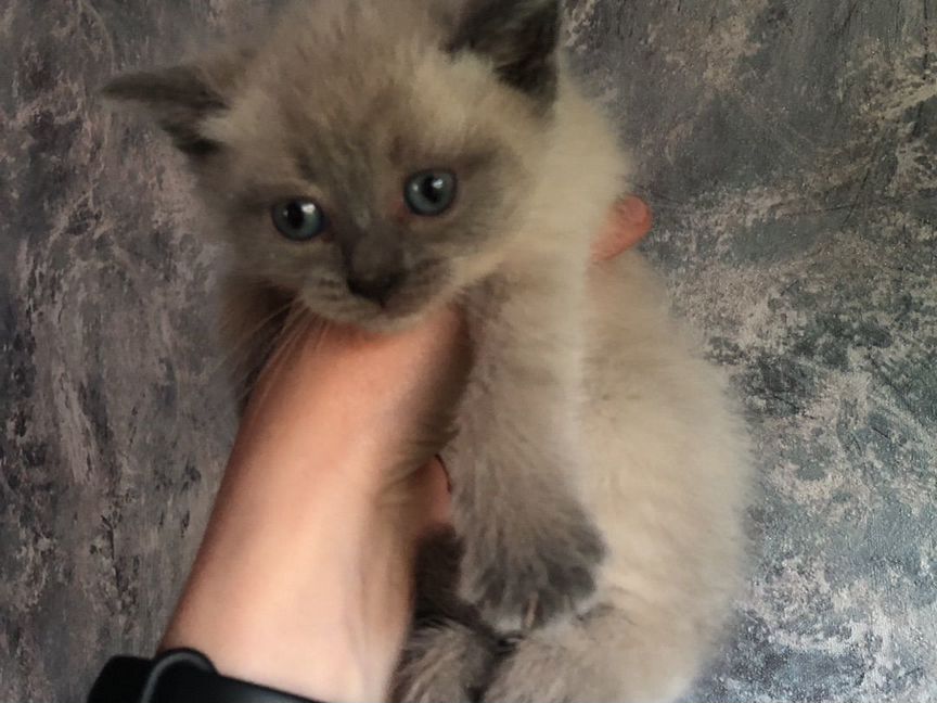 Котенок девочка