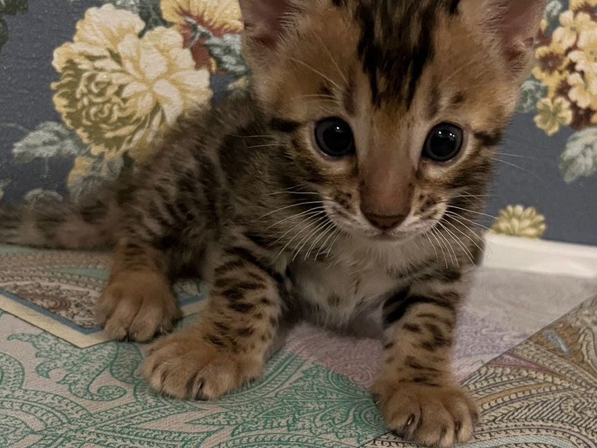 Бенгальские котята