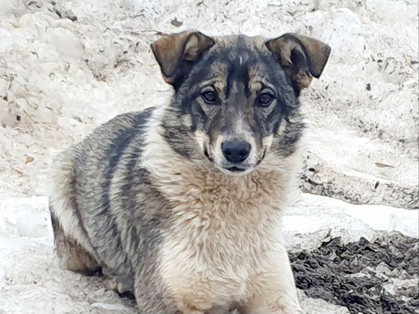 Щенок-подросток в добрые руки