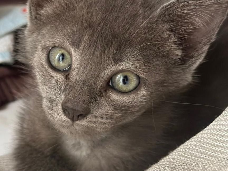 Котенок в добрые руки