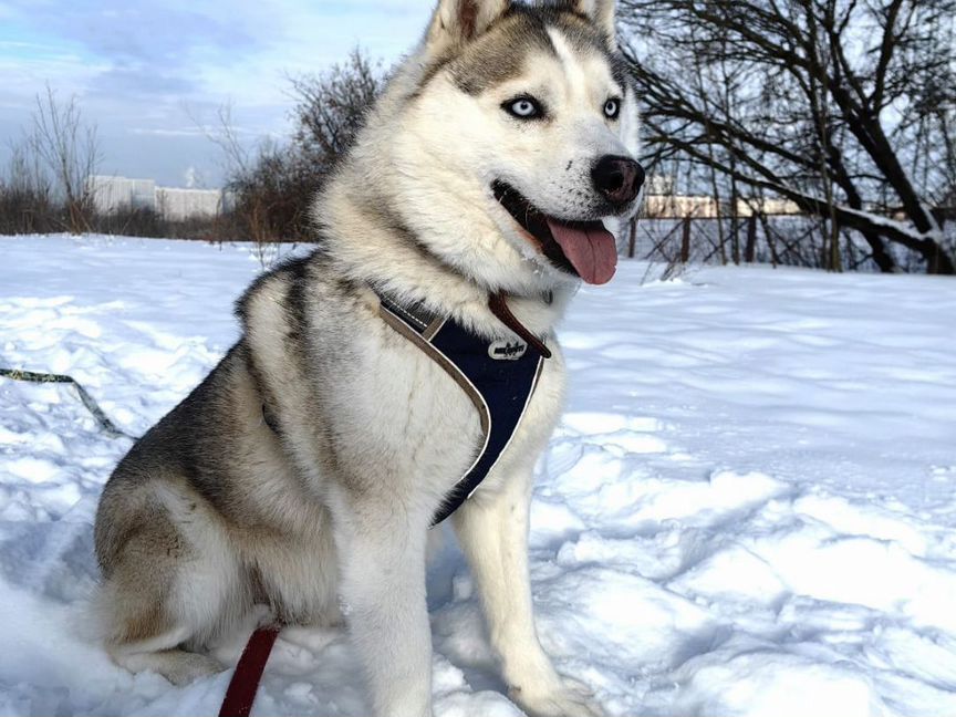 Красавец хаски в добрые руки