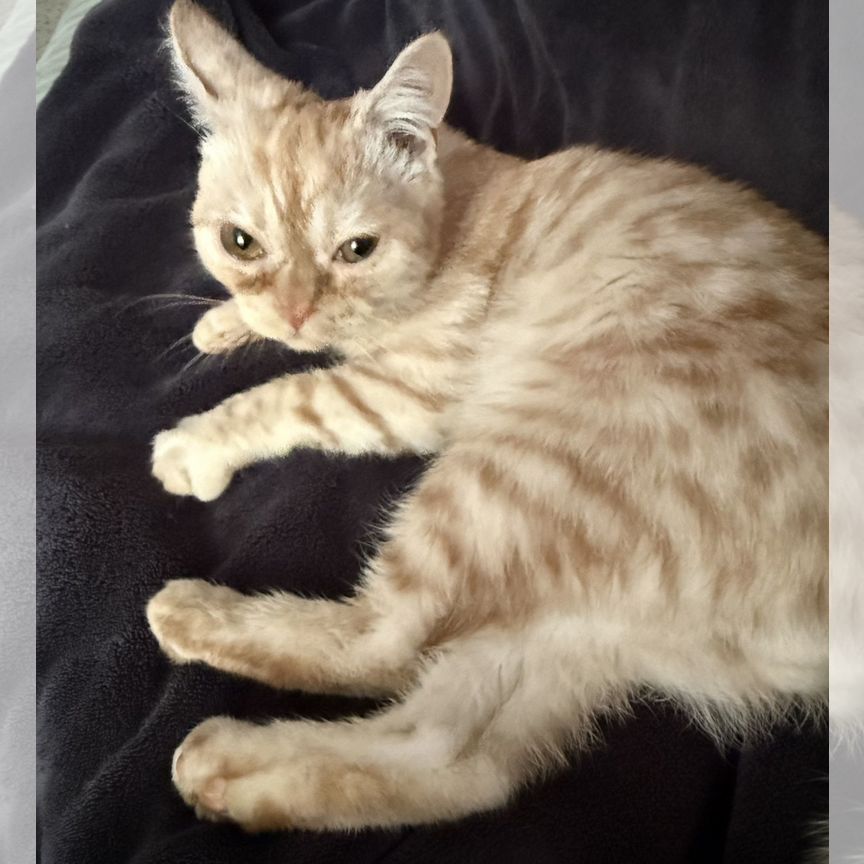 Британский короткошёрстный котёнок