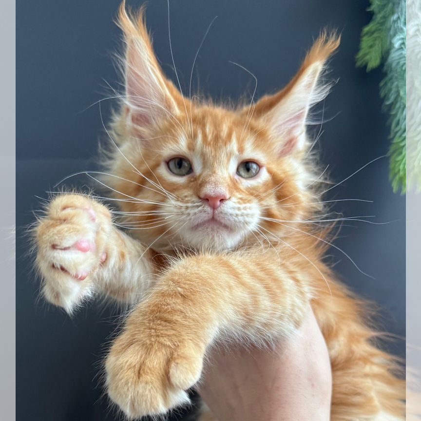 Мейн-кун котёнок