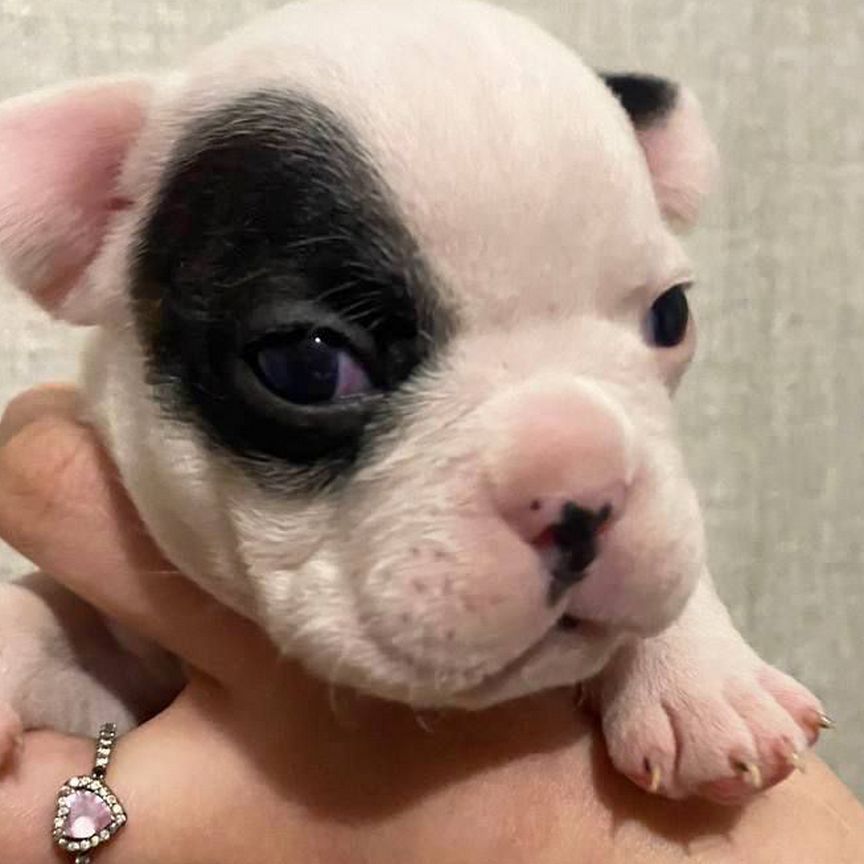 Французский бульдог, щенок