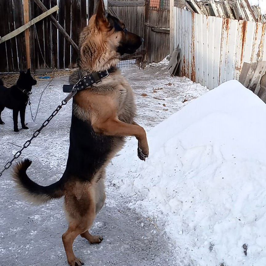 Ищем сучку на случку,у нас кабель 2 г.6 м