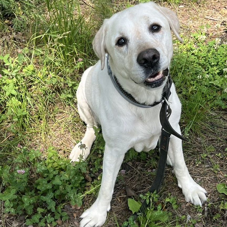 Лабрадор-ретривер, взрослый пёс