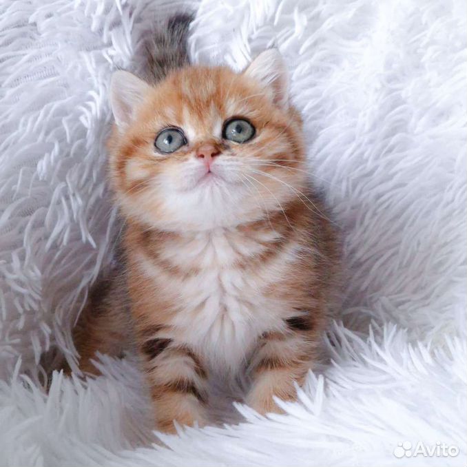 Британская малышка, мраморная золотая