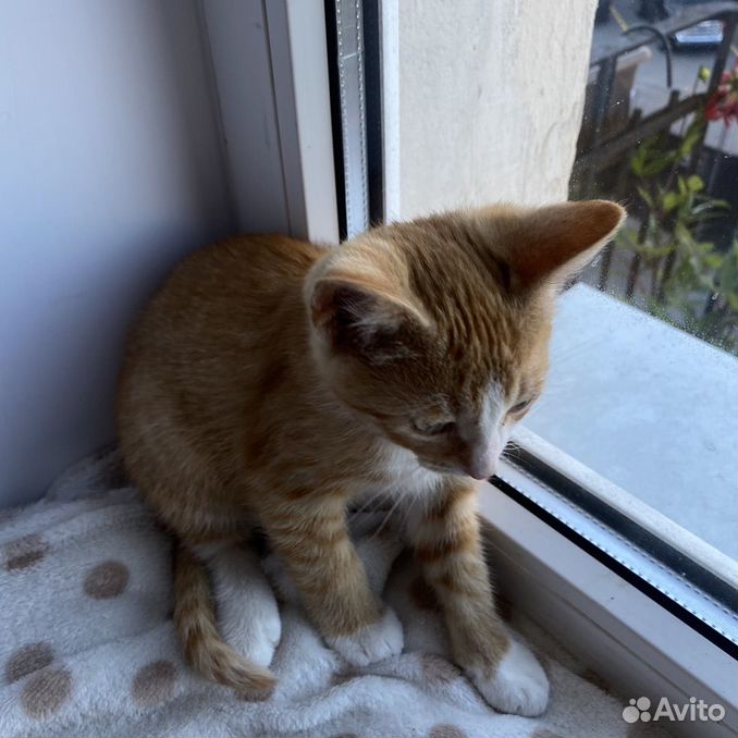 Беспородные котята