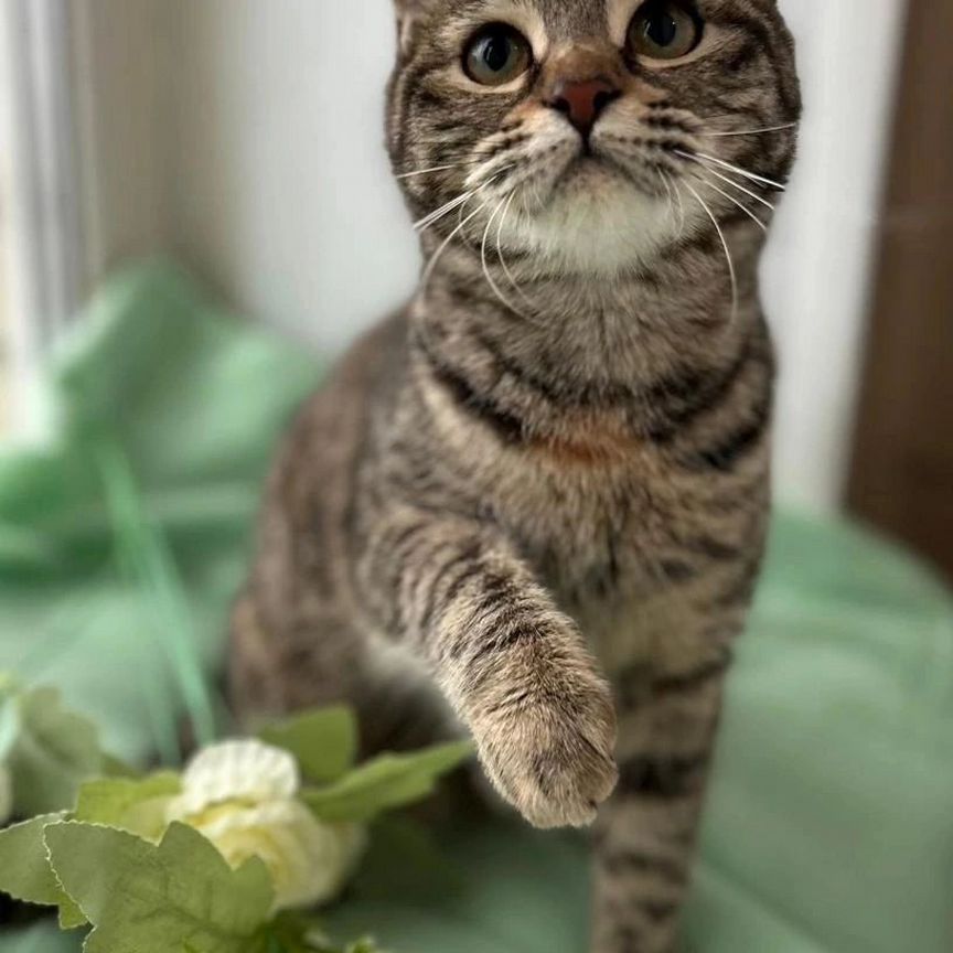 Котенок, 5,5 месяцев