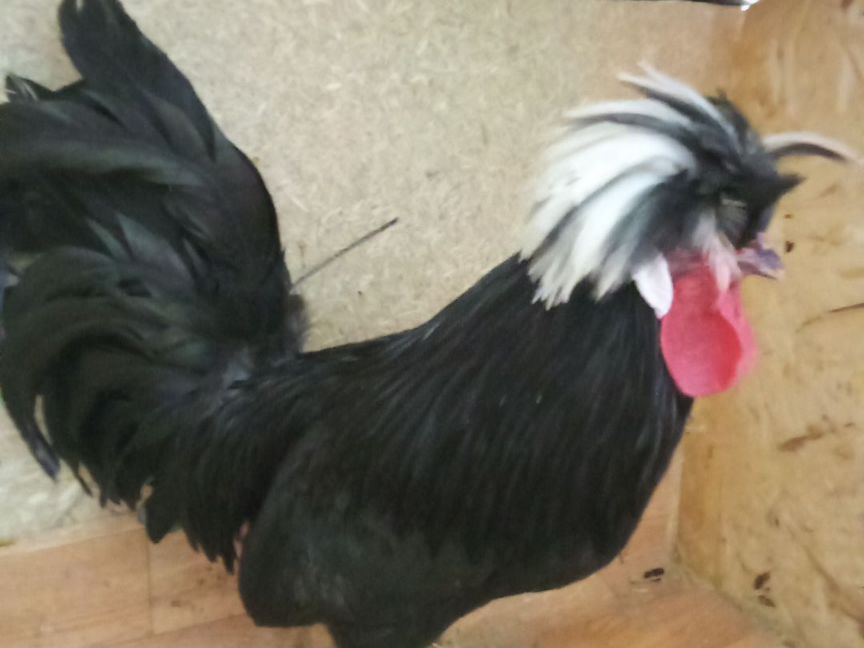 Петух голландский белохохлый