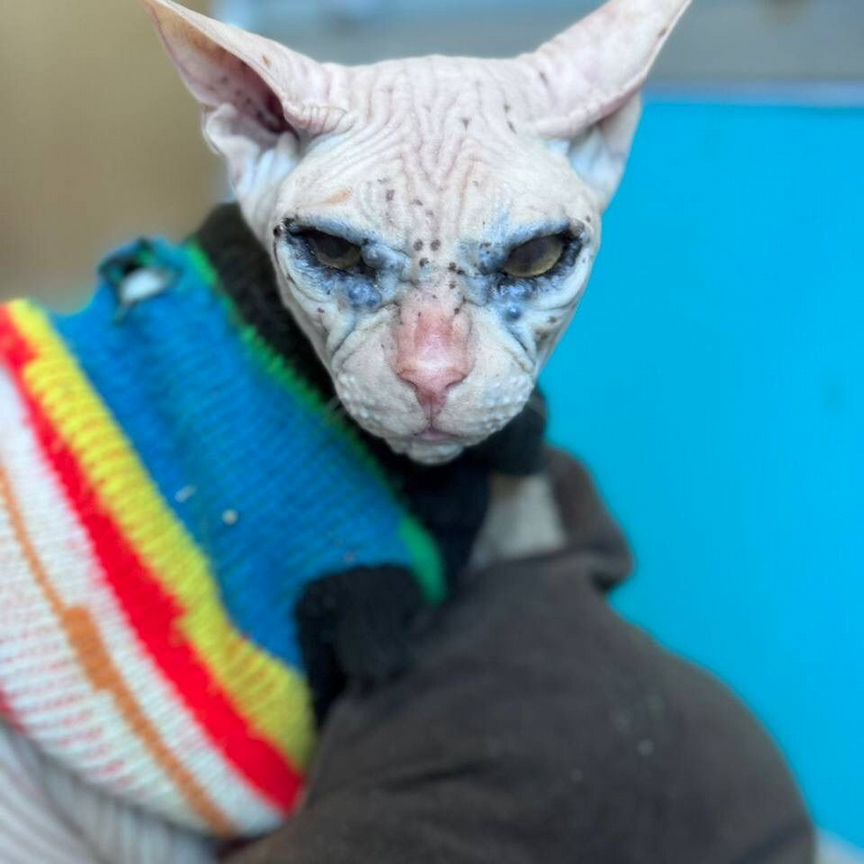 Кая Канадский сфинкс