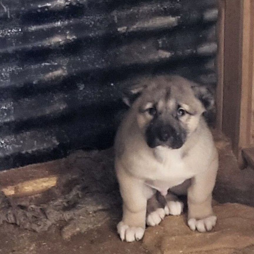 Кавказкий волкодав щенки