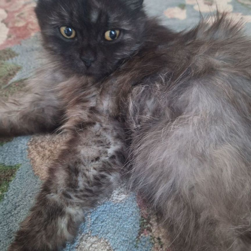 Пристрою кошку в добрые руки