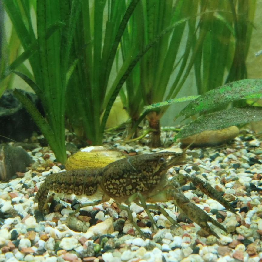 Аквариумные раки