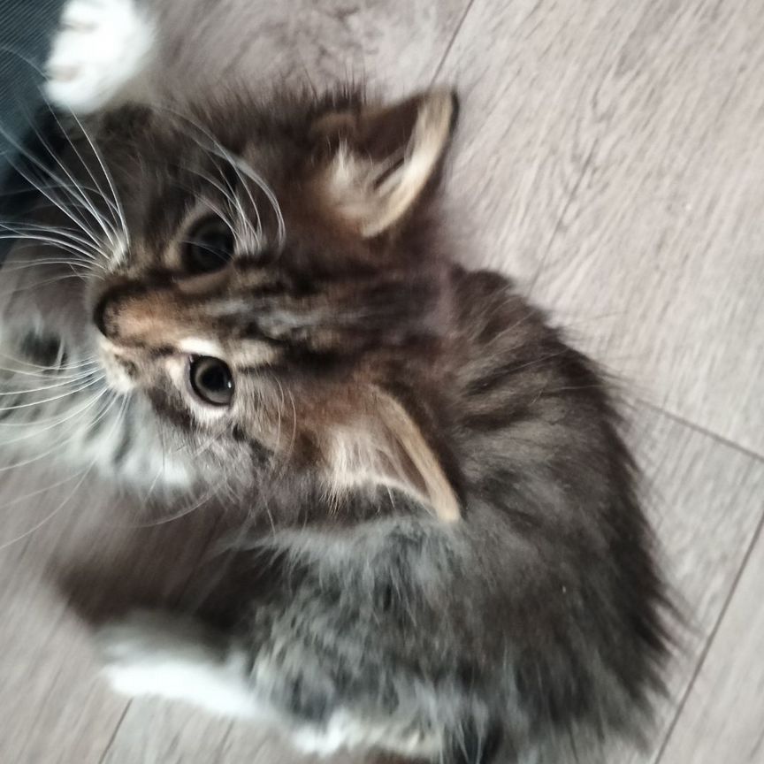 Котёнок в добрые руки