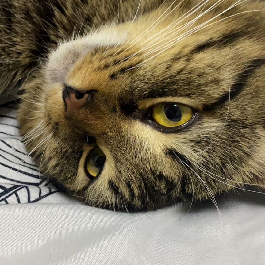 Отдам в добрые руки