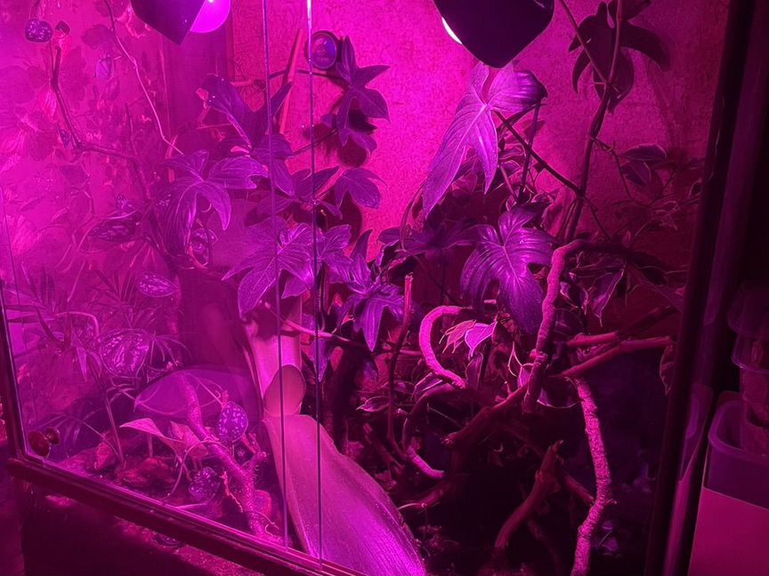 Большой вертикальный террариум с фонтаном