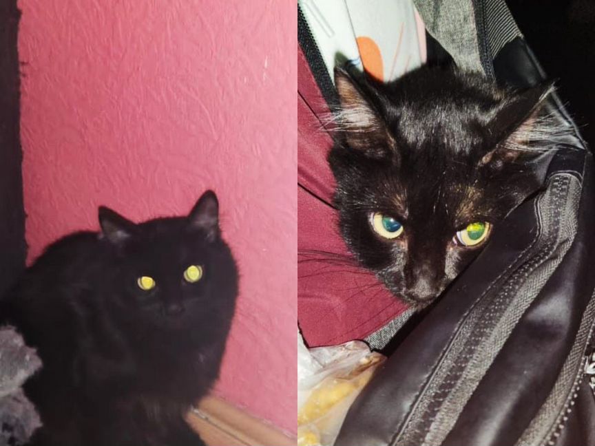 Котейка найденыш