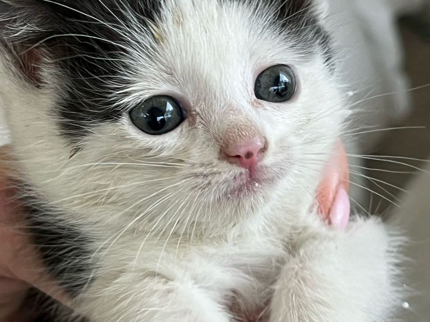 Кошка