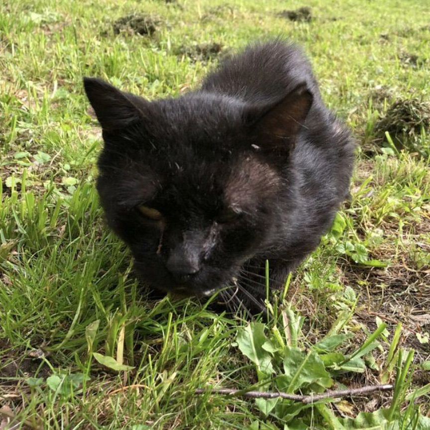 Передержка для кота с влк