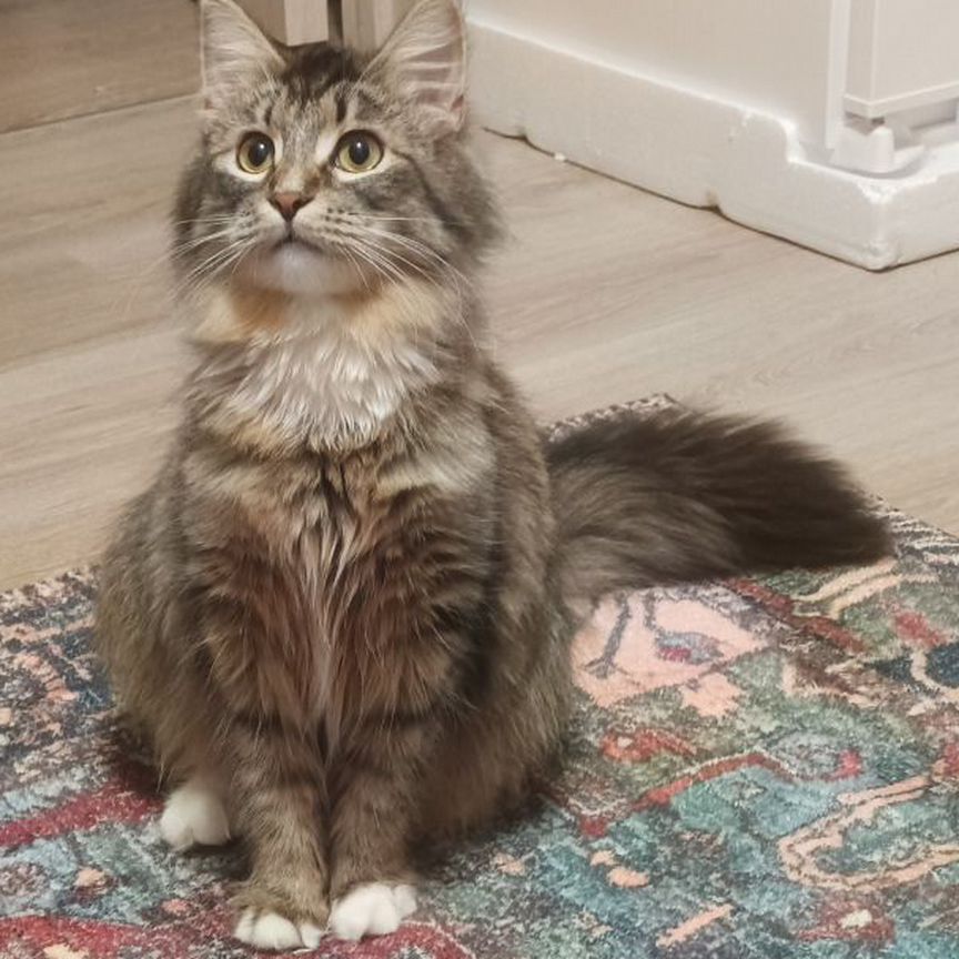 Взрослая, кошка в добрые руки