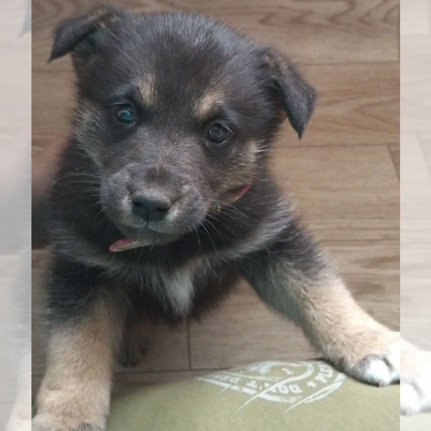 Щенок в добрые руки