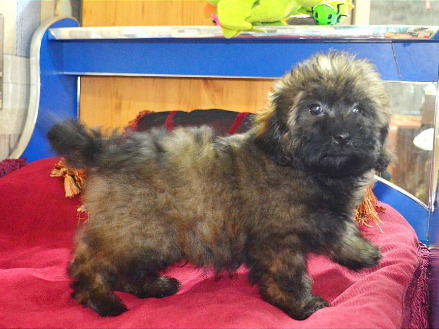 Мальтипу мальчишка