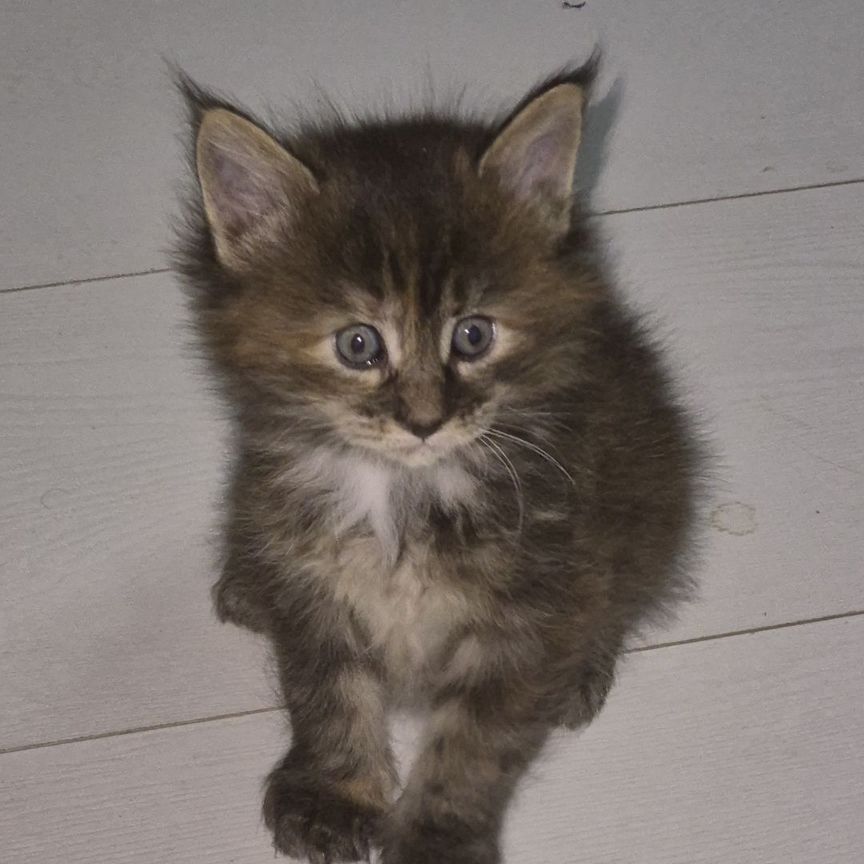 Мейн-кун котёнок