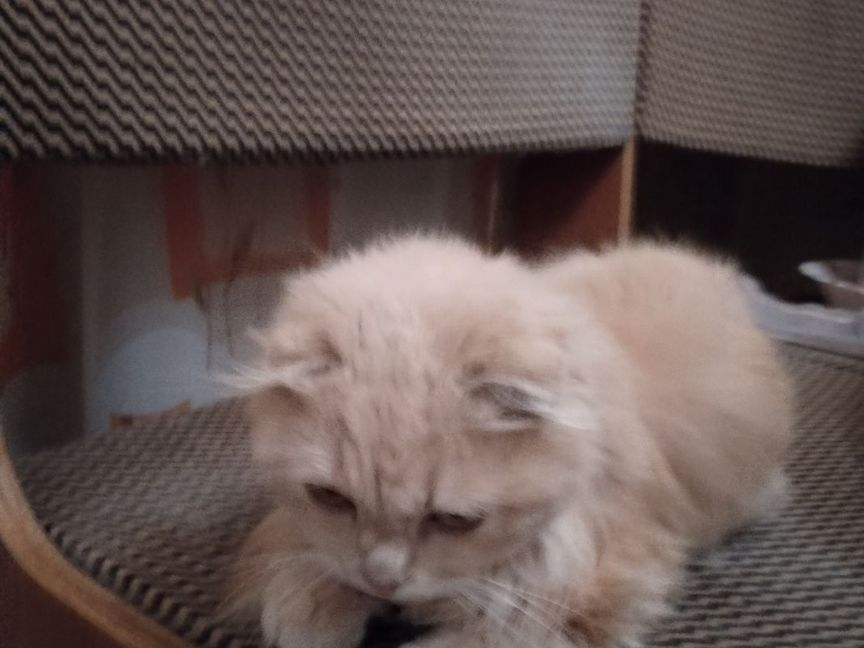 Кошечка подросток вислоухая