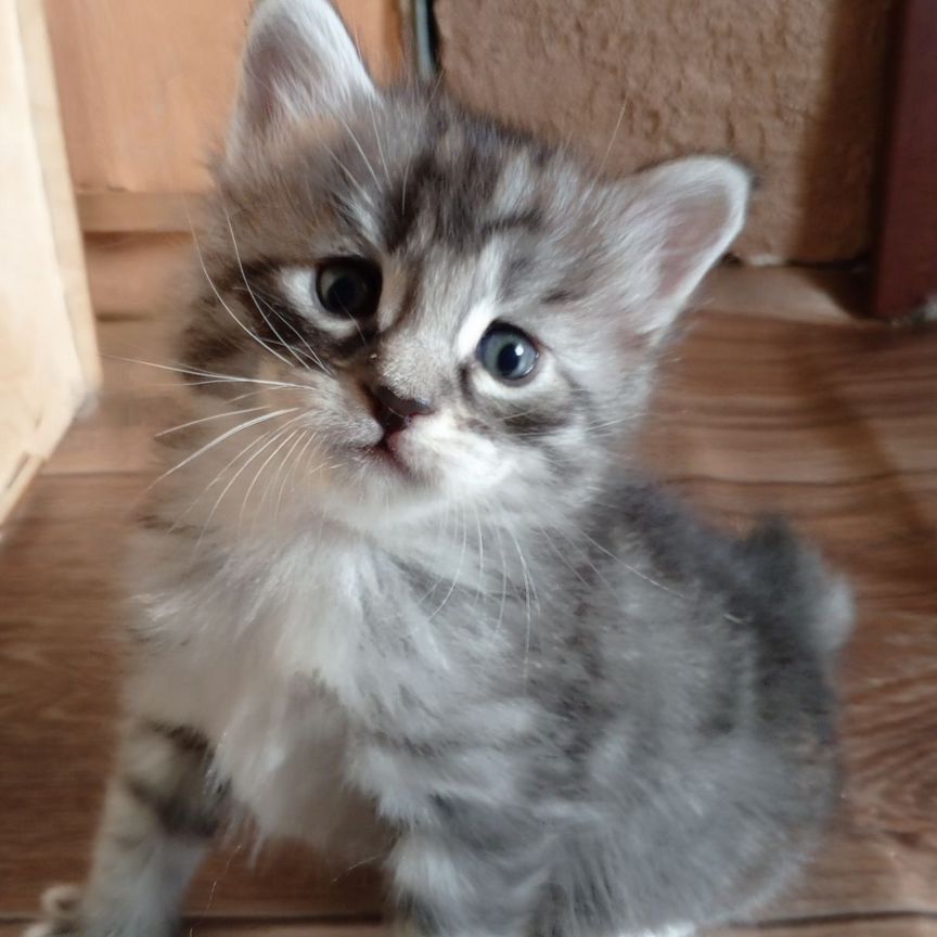 Курильский бобтейл длинношёрстный котёнок