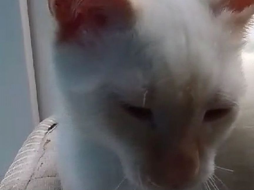 Котята мальчики