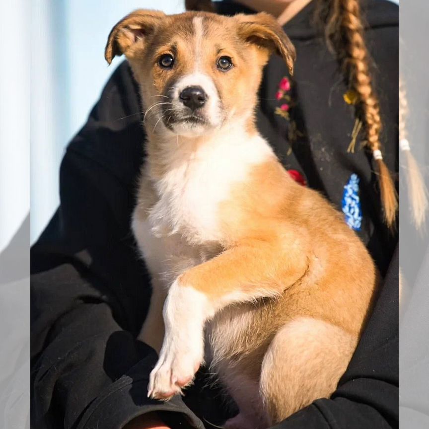 Щенок в добрые руки