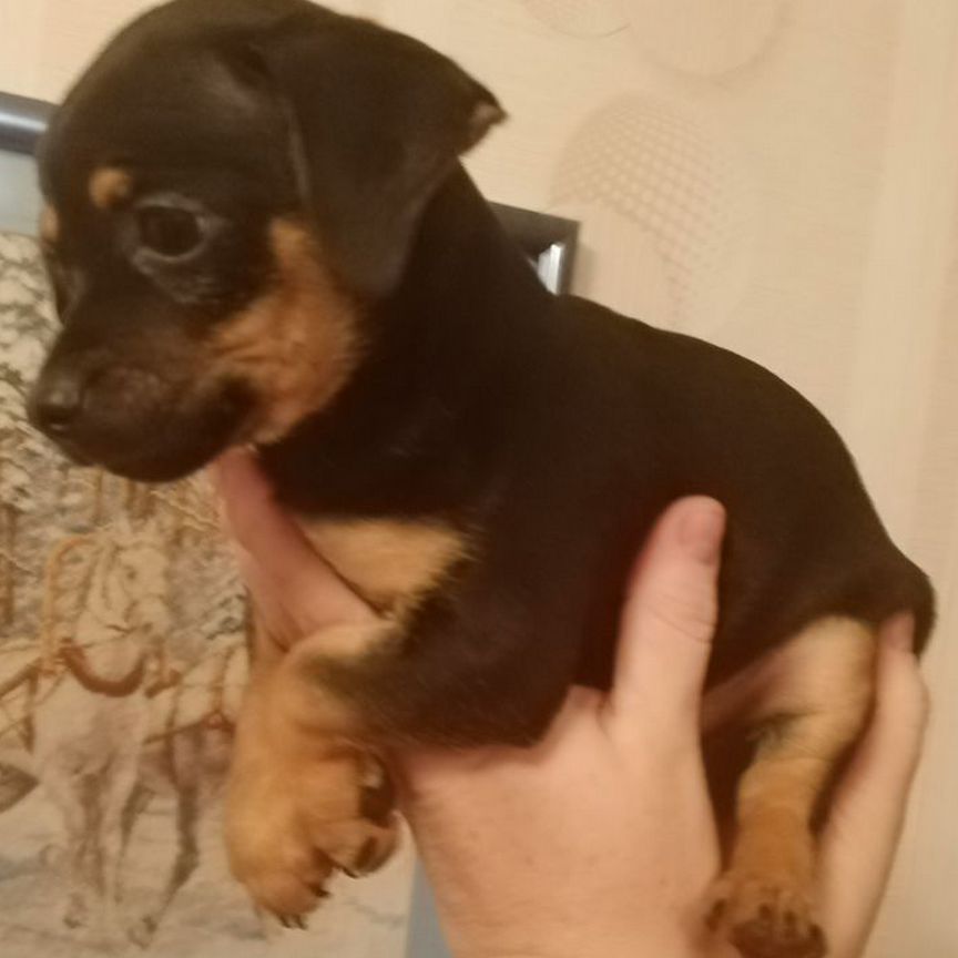 Русский той-терьер, щенок