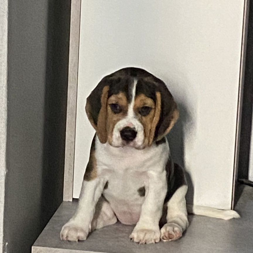 Щенки Бигля