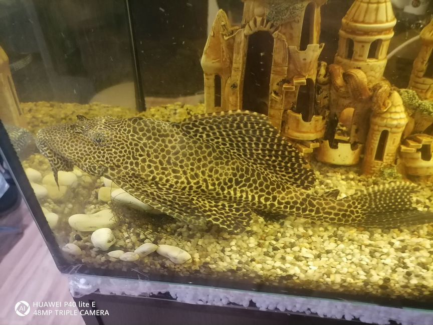 Птеригоплихт сом