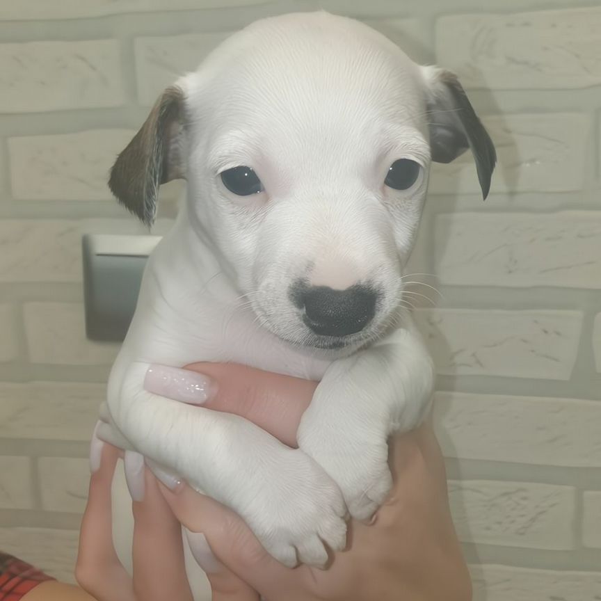 Джек-рассел-терьер, щенок