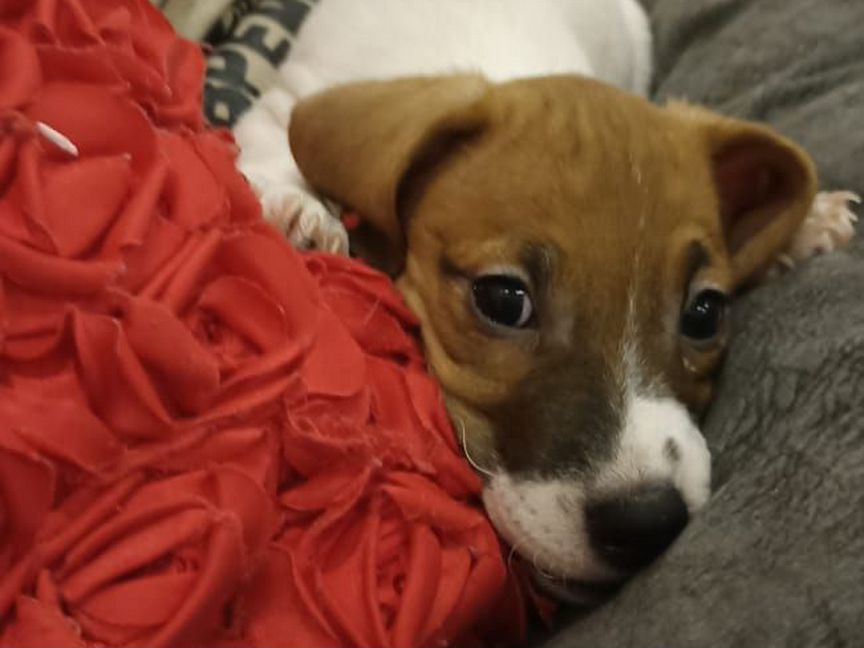 Девочка щенок Джек Рассел терьера