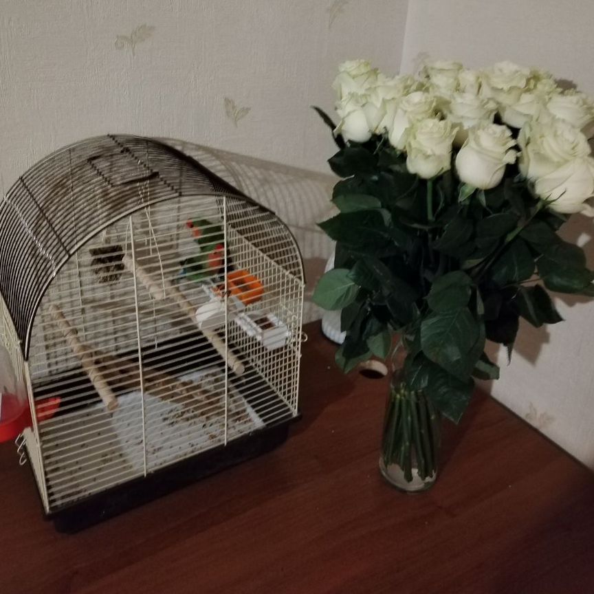 Попугай