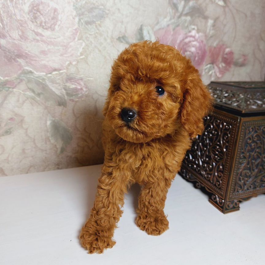 Той-пудель мини девочка