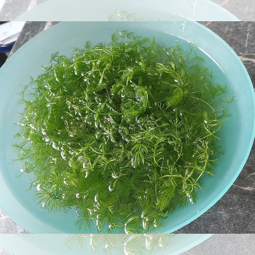 Роголистник