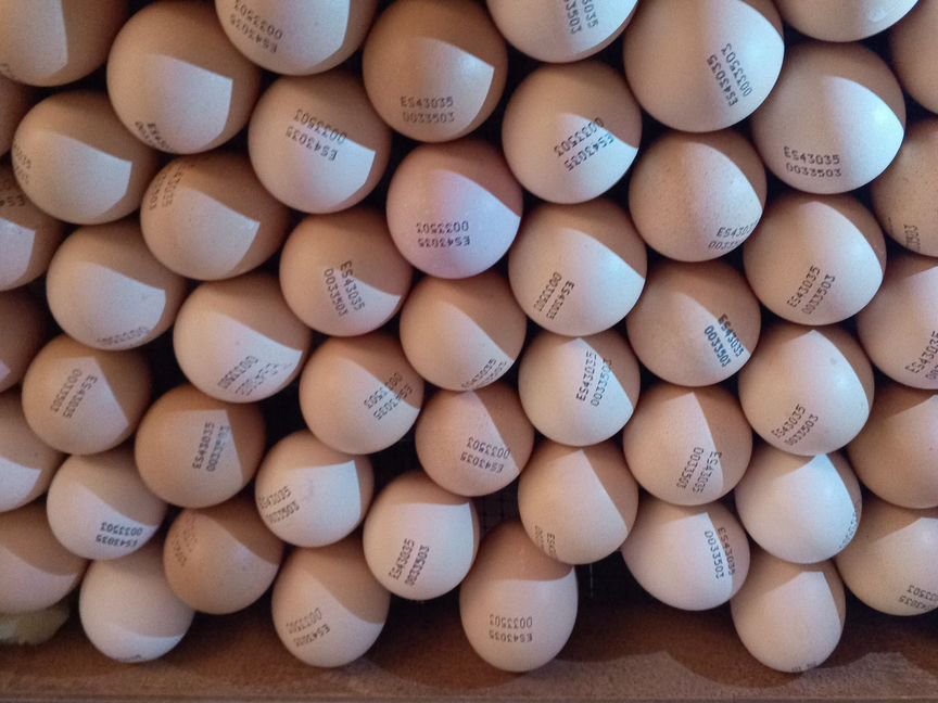 Яйцо инкубационное. Кооб 500. Испания