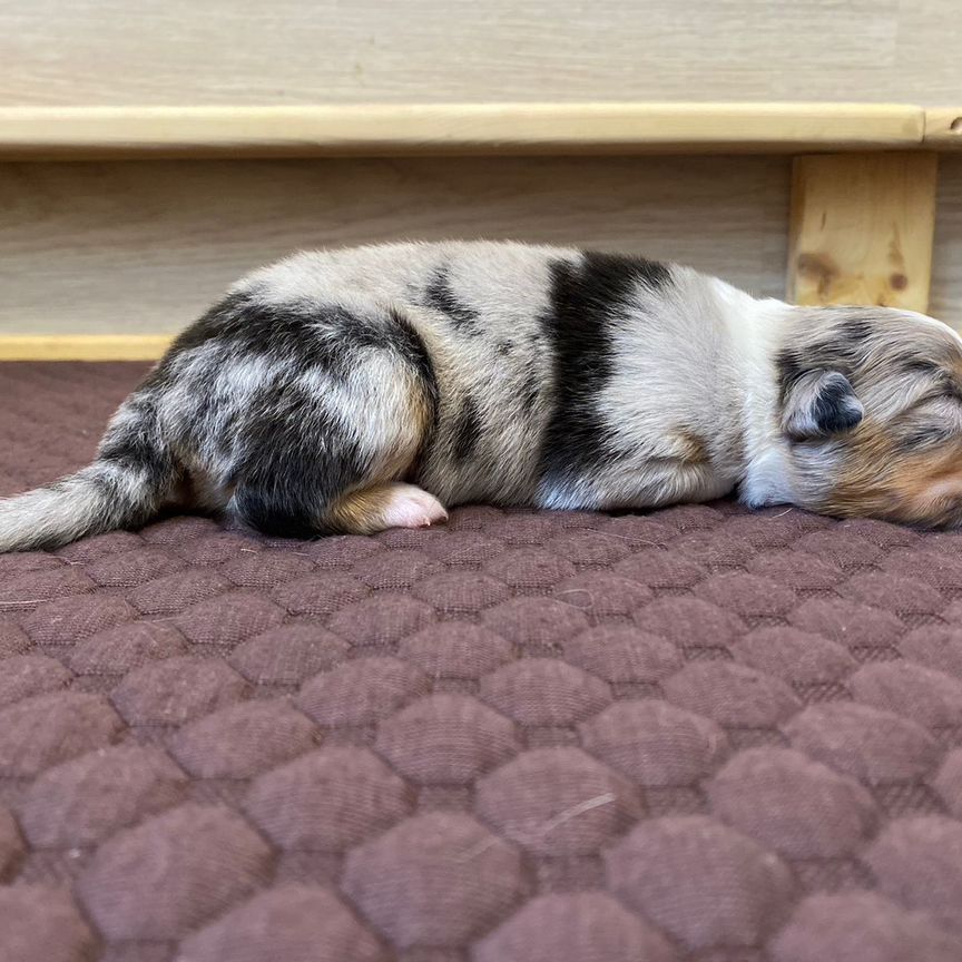 Австралийская овчарка аусси щенки