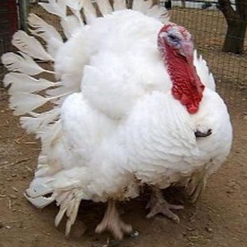 Мясо домашнего индюка бройлер