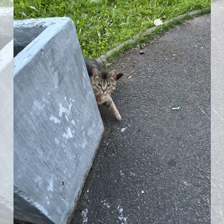Котик в добрые руки