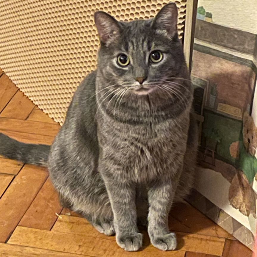 Кот в добрые руки