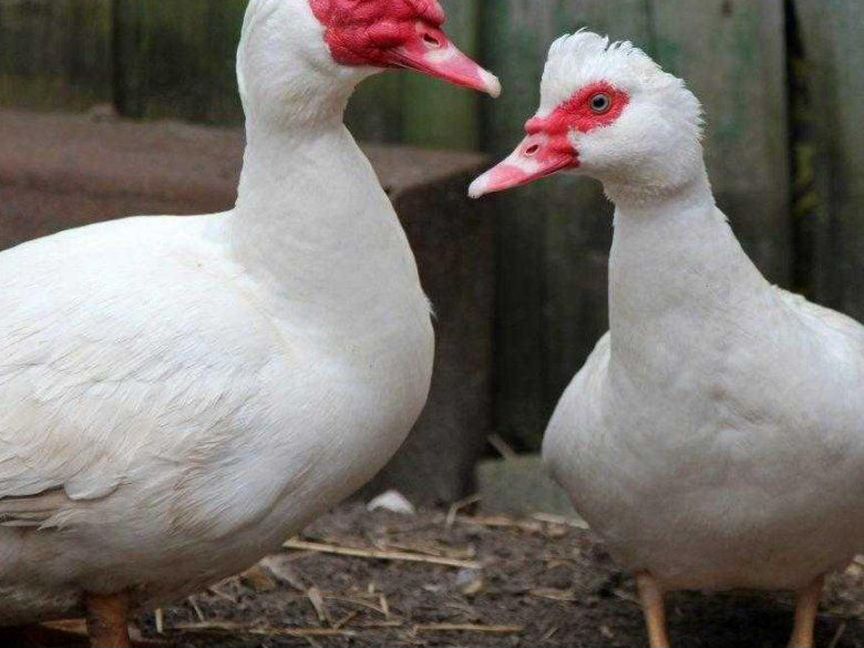 Мускусные утки