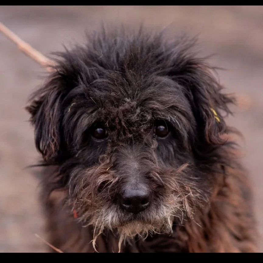 Маленькая собака мальчик обнять и плакать