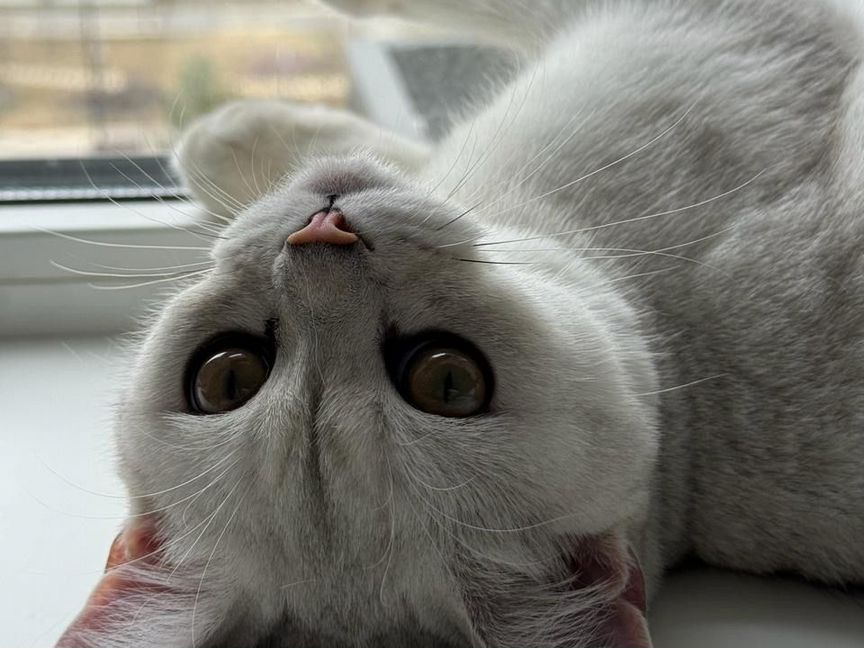 Британская кошка