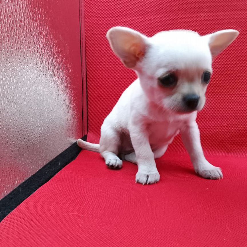 Чихуахуа, щенок