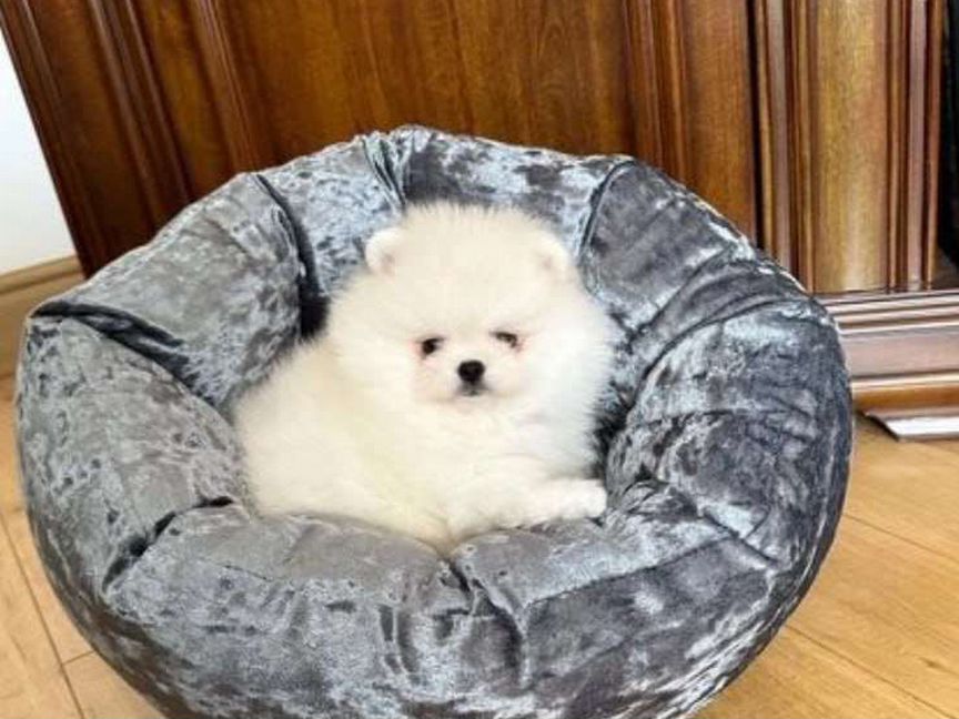 Шпиц померанский щенки